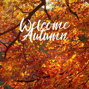 Simone and Company, coconut wax candles, simonecandles.com – Simone ...